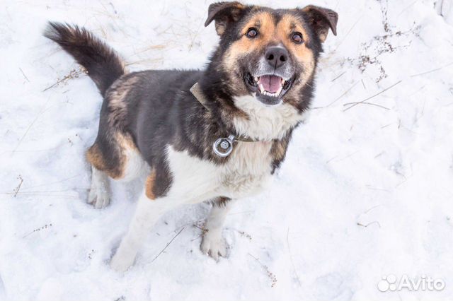 Шерочка ищет дом