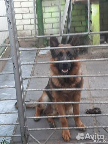 Щенки немецкой овчарки