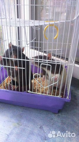 Крыса домашняя