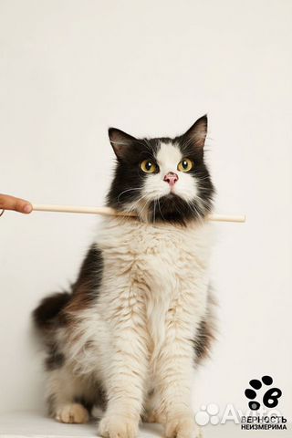Кот бесплатно