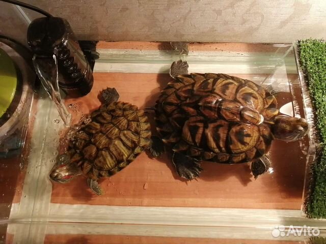 Красноухая черепаха с аквариумом