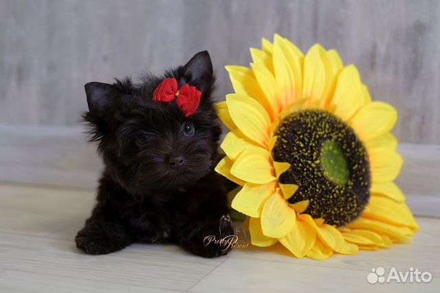 Супер мини шоколадный йорк, Виконт