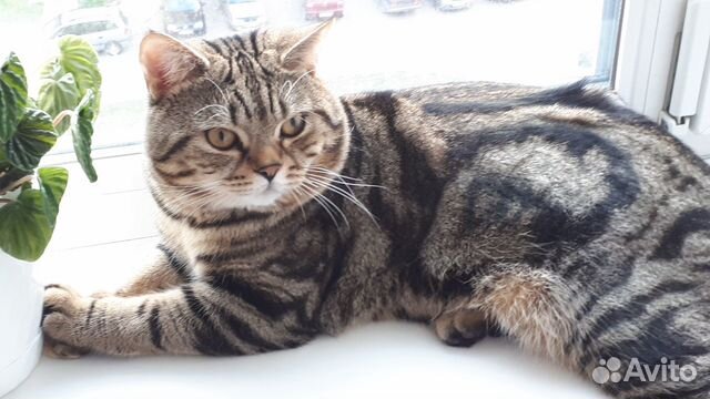 Продам кота
