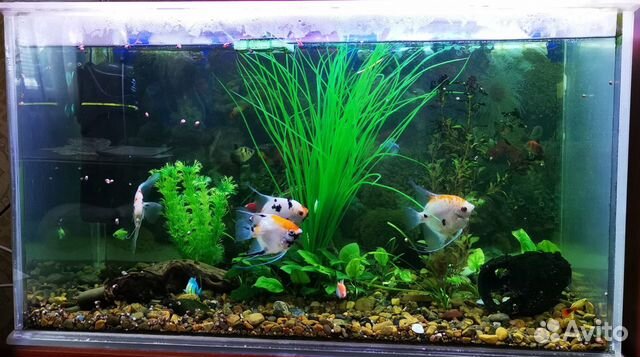 Живой аквариум с рыбами 150л