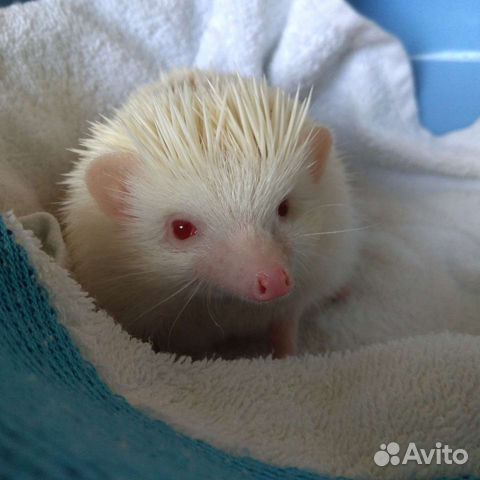 Африканский карликовый ёж альбинос