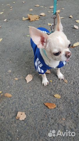 Ищем невесту(вязка)