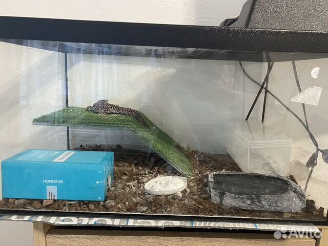 Геккон эублефар