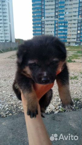 Щенок похож на немецкую овчарку
