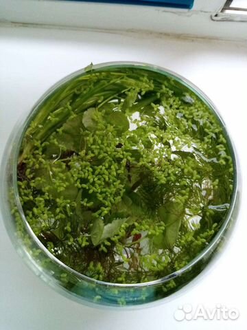 Растения для аквариума