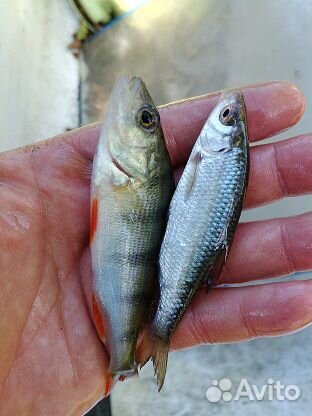 Живая рыба для пруда
