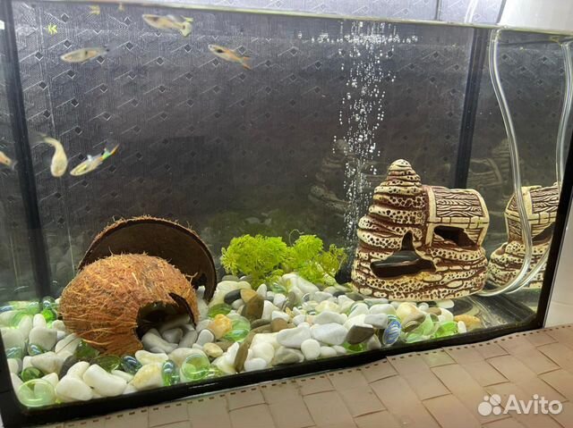 Аквариумные рыбки гуппи бесплатно