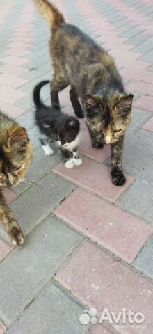 Отдам даром замечательных котят