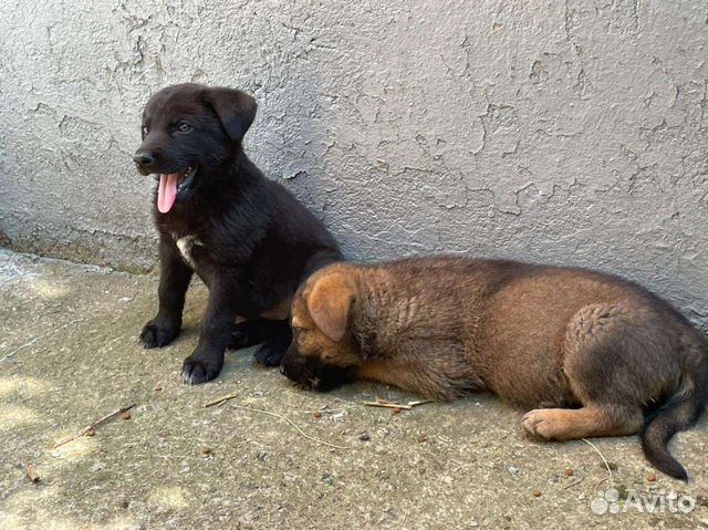 Раздам девять щенков