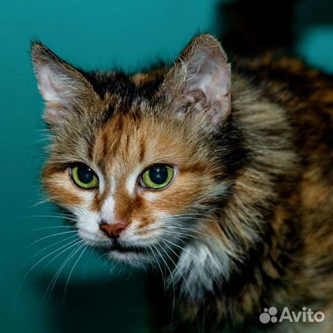 Кошка с картин. Рыжуля ищет дом