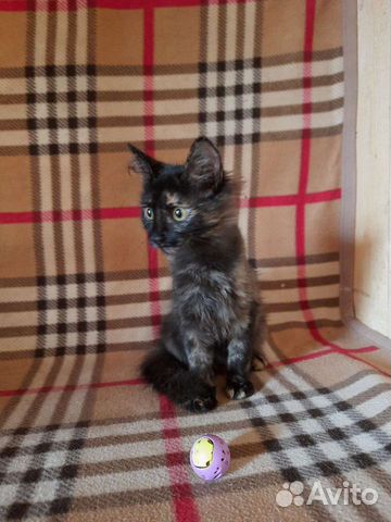 Котенок Машка в дар