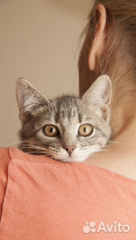 Розочка. Котенок дымчатый 4 мес