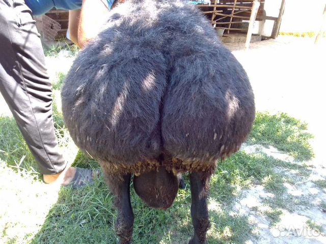 Баран на развод и на мясо