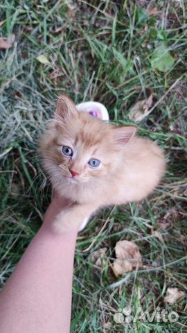 Рыжий котенок в добрые руки