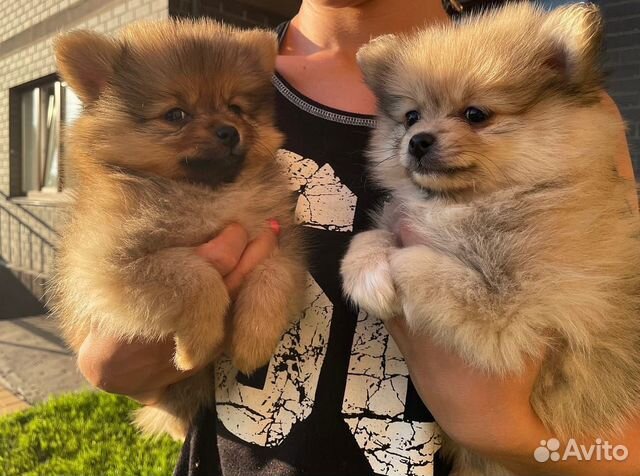 Малыши померанского шпица
