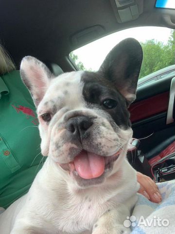 Француженка в добрые руки