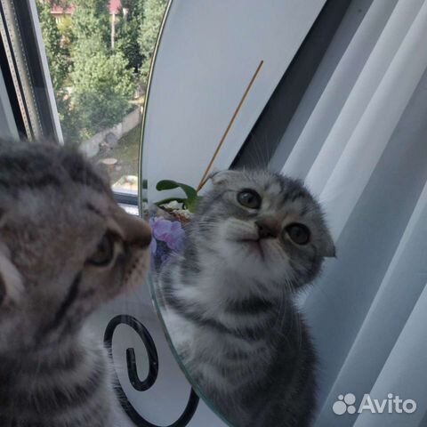 Шотландская вислоухая кошка