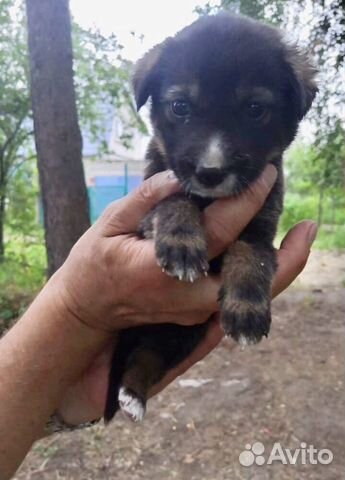 Два щенка девочки ищут дом