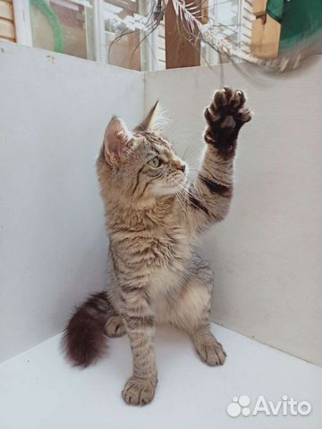 Котенок Манчкин