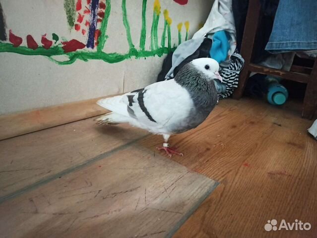 Голубь белоголовый