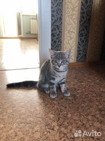 Котенок мальчик бесплатно