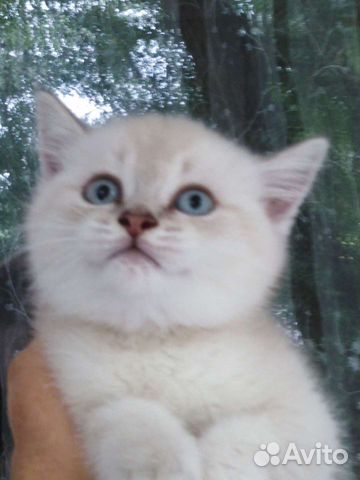 Синеглазка