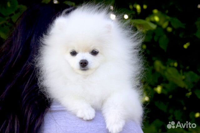 Цвергшпиц белый мальчик