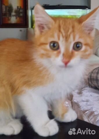 Котёнок бесплатно