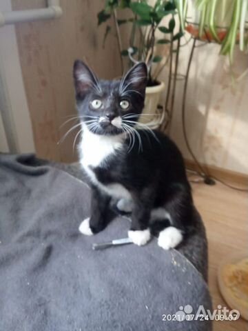 Котенку нужен дом