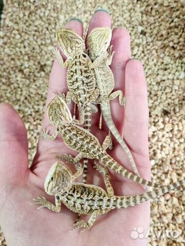 Бородатые Агамы