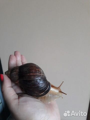 Улитки ахатины бесплатно