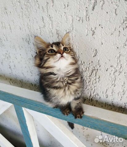 Котянок