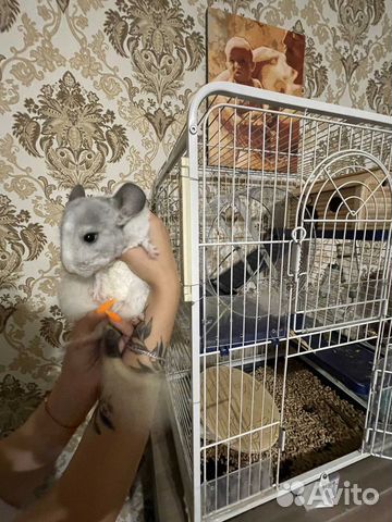 Шиншилла