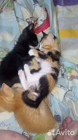 Котята в добрые руки 3мес