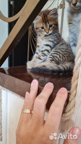 Отдам бесплатно котёнка