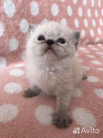 Котик