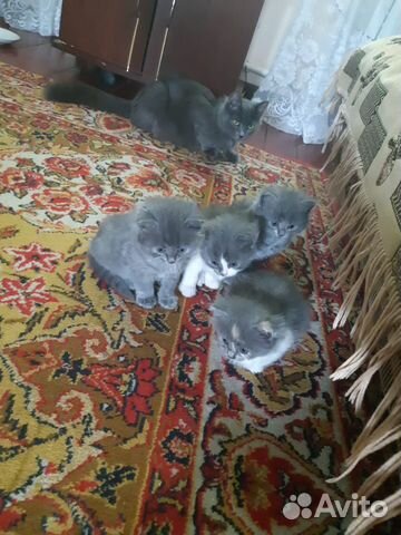 Коты бесплатно