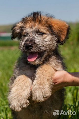 Щенок Пушок)