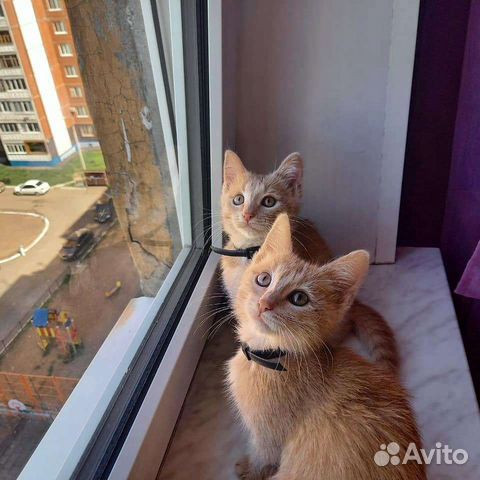 Рыжульки красотульки