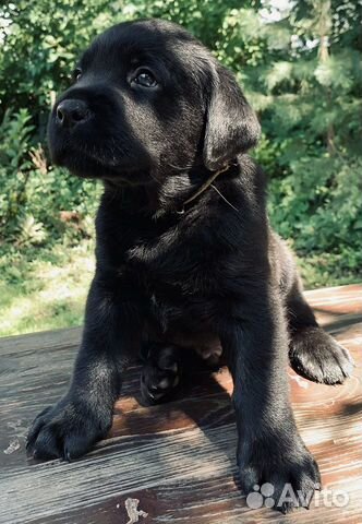 Лабрадор щенки