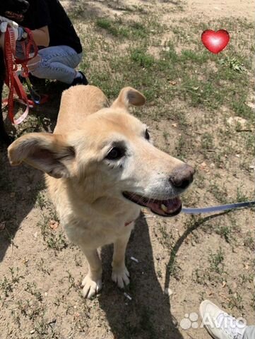 Песик в добрые руки