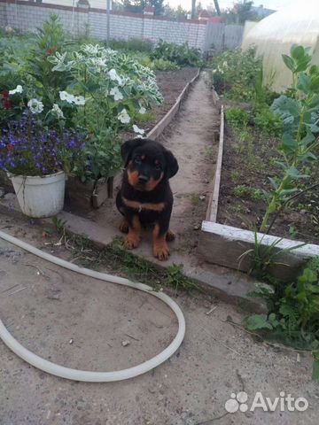 Щенки ротвейлера продажа