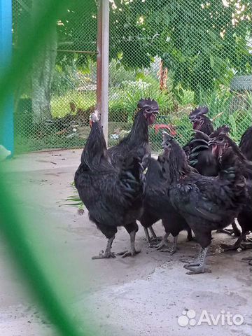 Петух Ухейилюй