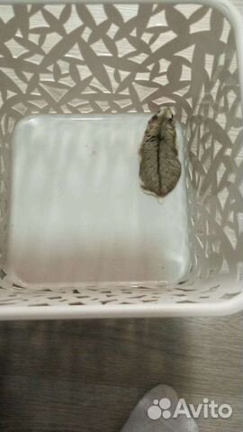 Продам 10р. Хомяков джунгариков мальчик и девочка