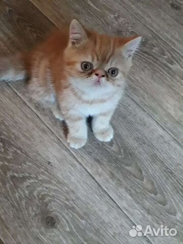 Экзотическая кошка