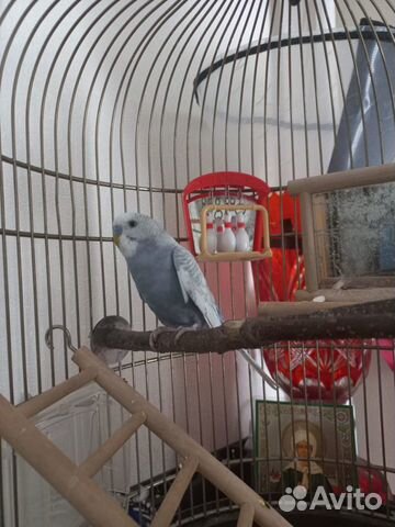 Волнистый попугай